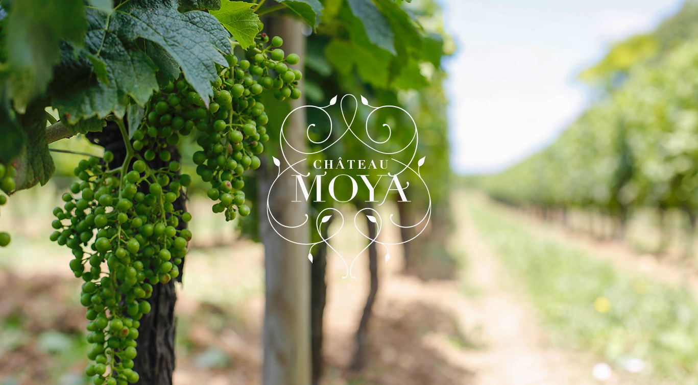 Château Moya – BordeauxToGo Vin Direct Moins Cher